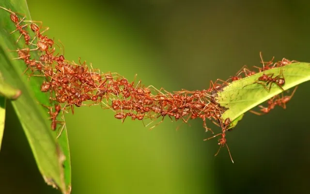 Emergence – Adrian Cotterell